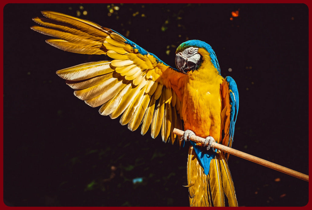 Birds – Mischief Pet Products