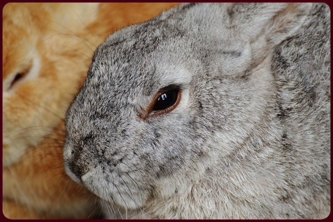 Rabbits – Mischief Pet Products