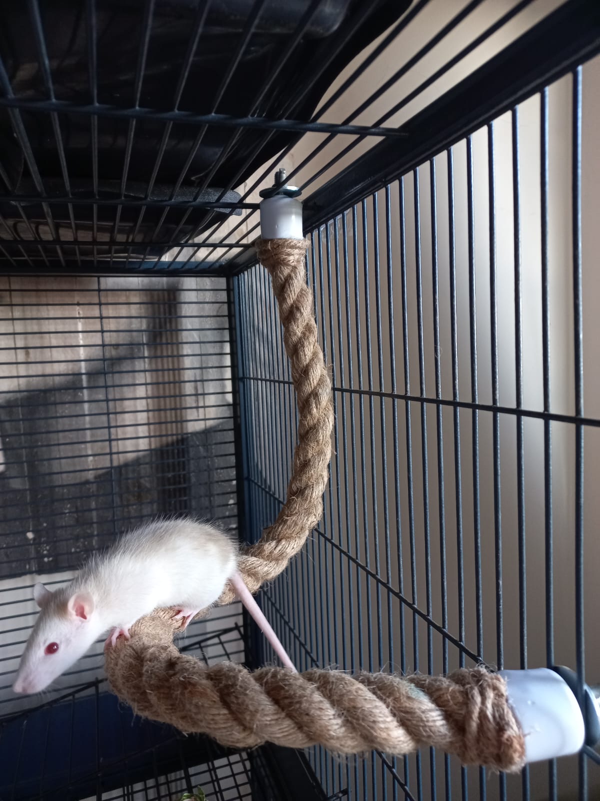 Naturalistic Bendy Rope – Mischief Pet Products