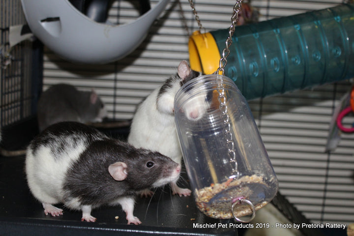 Rat Enrichment Toys – Mischief Pet Products